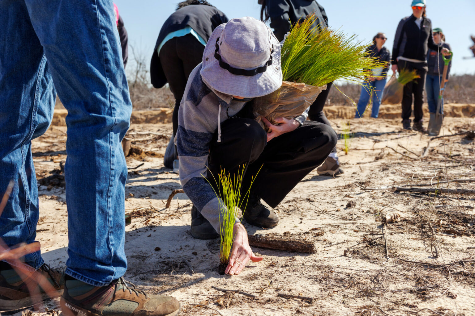 Mercer biology and Longleaf distillery restore rare ecosystem - The Den